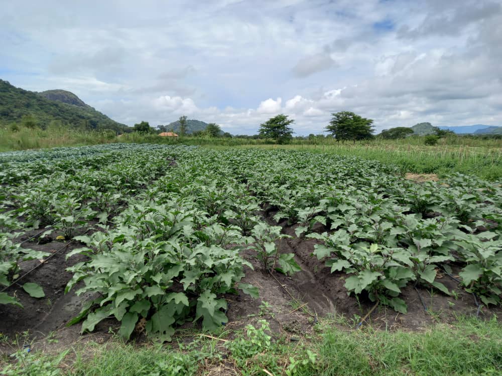 Our Services - Home Harvest